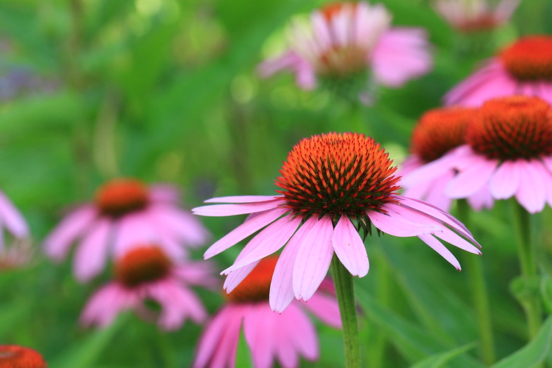 Plant Ohio Natives - Design, garden, and enjoy